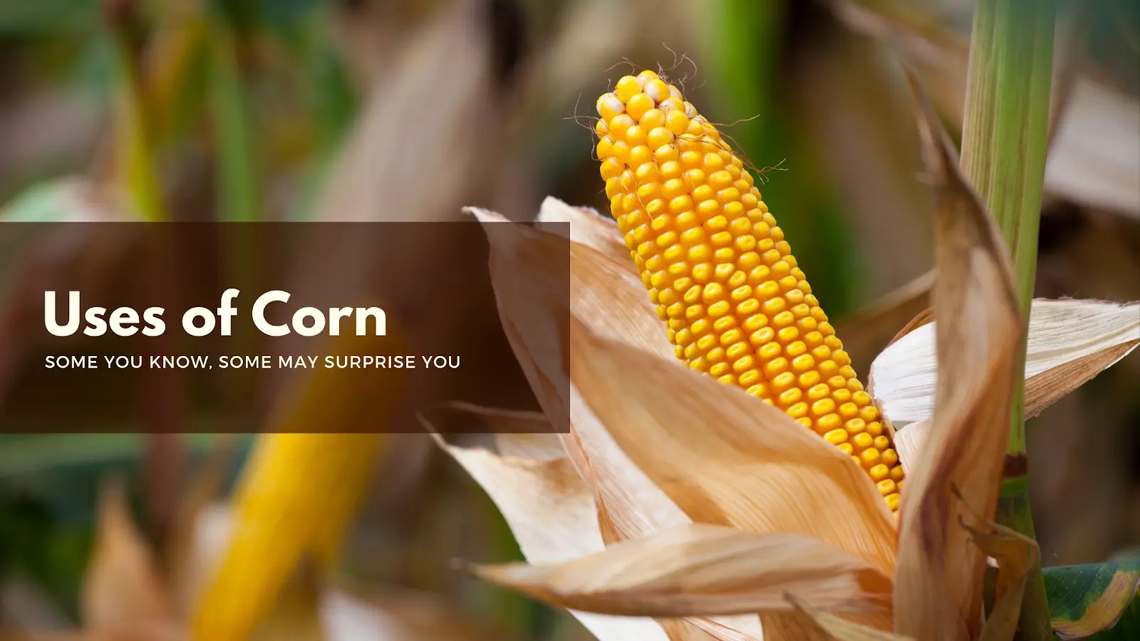 Six Uses of Corn: Some You Know, Some May Surprise You! - GAEL